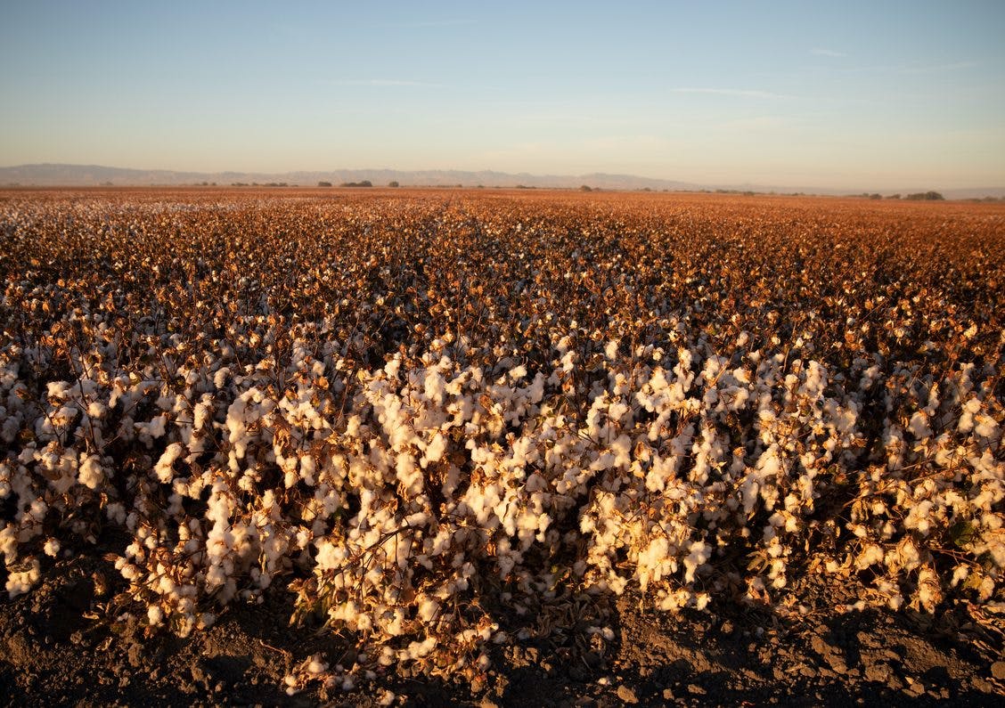 Have a field day - Crafts